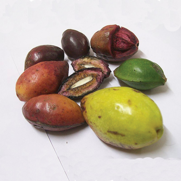 Ceylon Almond (Kottamba) – Y A Expo Holding